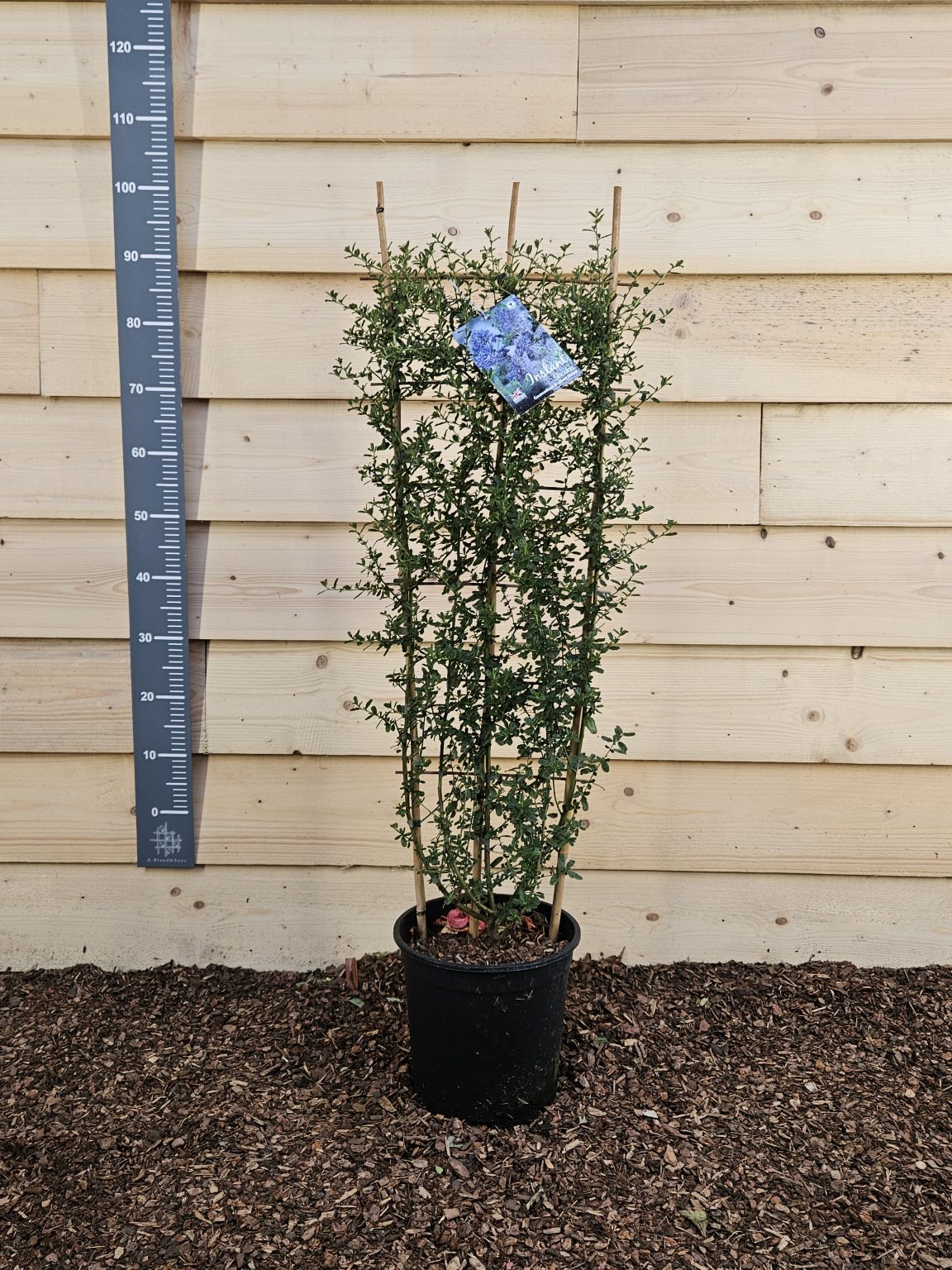Small Trellis – A Brand & Sons